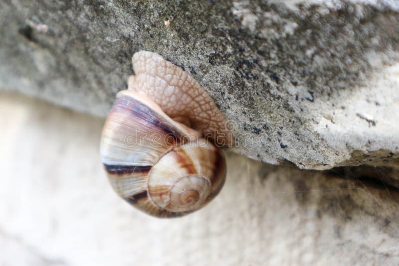 Big Beautiful Snail in the Shell on the Stone Surface Close Up Stock ...