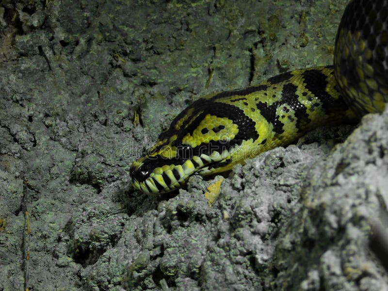 Big and Beautiful Snake on a Stones. Snake. Yellow Snake Stock Image ...