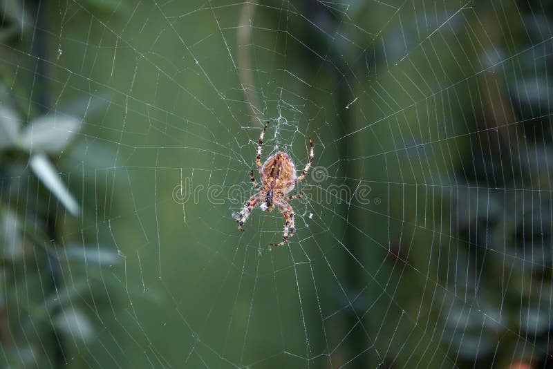 Big Beautiful Spider on the Web Stock Photo - Image of currant, ginger ...