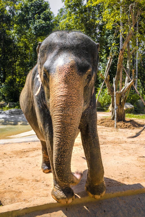 Strong Elephant in Sri Lanka Stock Image - Image of wildlife, nice ...