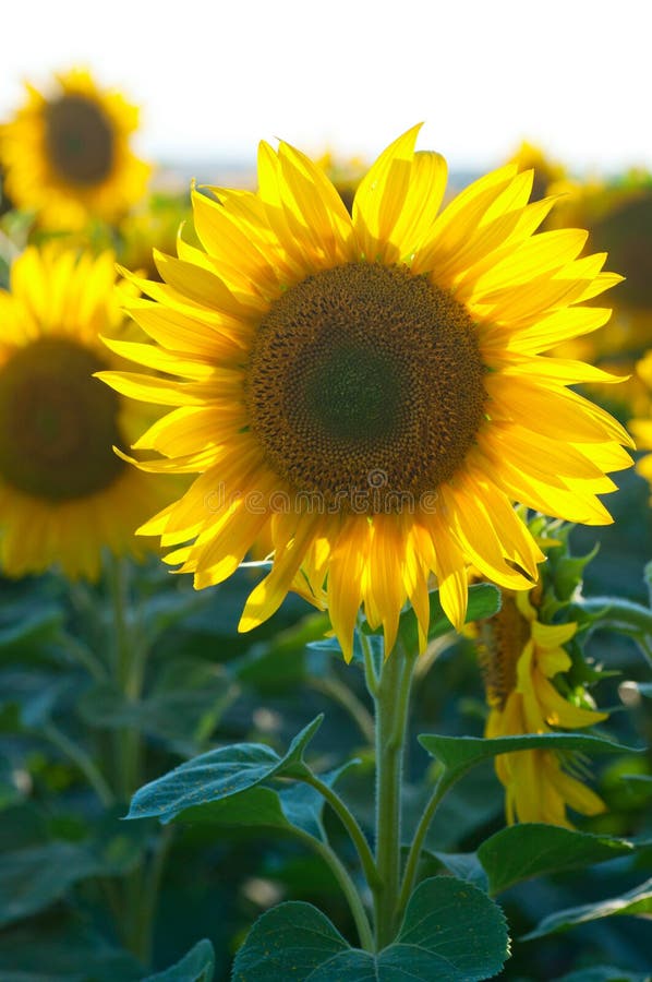 Sunflowers on the balcony stock photo. Image of afternoon - 10731040