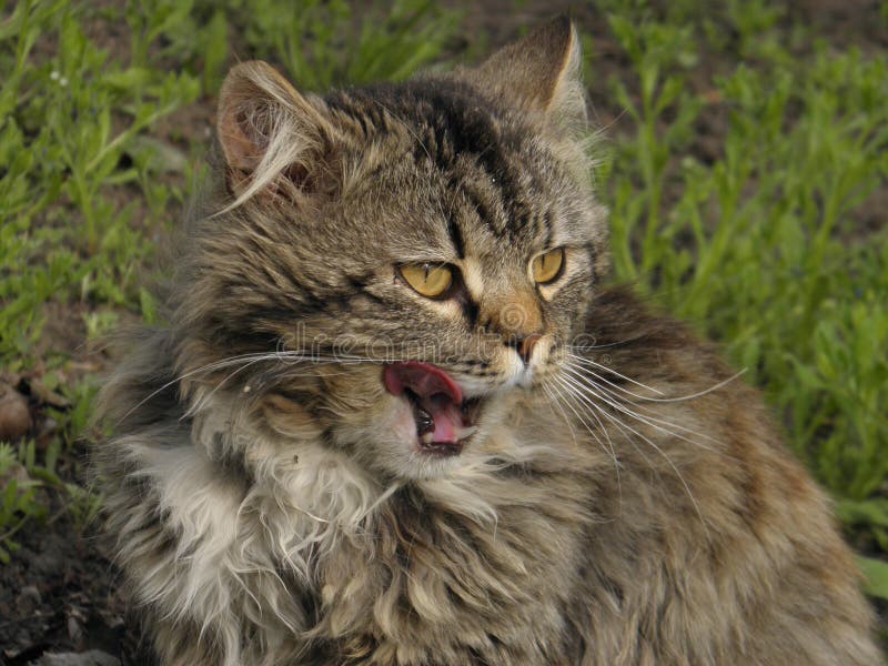 Big beautiful tabby cat stock image. Image of macro - 225858455