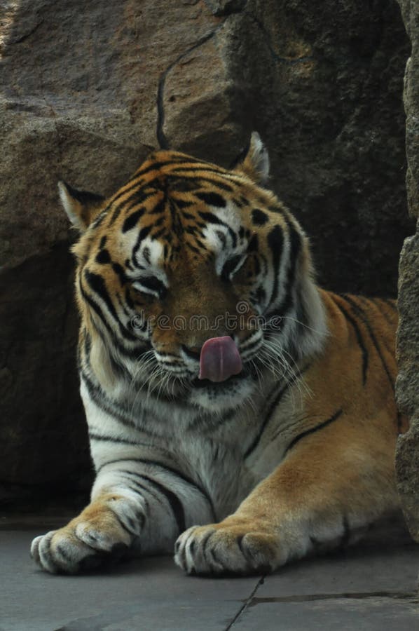 Big tiger stock photo. Image of wildlife, beautiful - 124567788