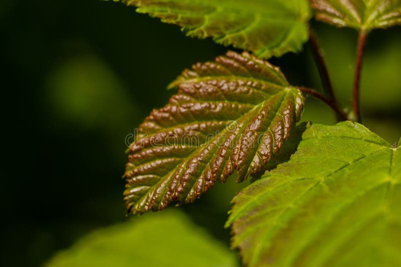 Big Beautiful Tree Leaf Spring Macro Background Stock Photo - Image of ...