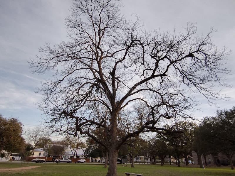 Big Beautiful Tree with Trees in the Back Stock Image - Image of ...