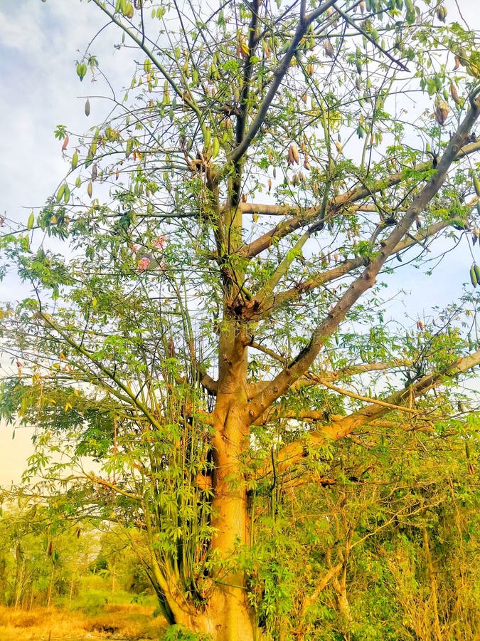 340,063 Beautiful Village Tree Stock Photos - Free & Royalty-Free Stock ...