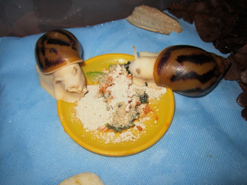 Big, Beautiful, Tropical Snails. with Large Shells Stock Photo - Image ...