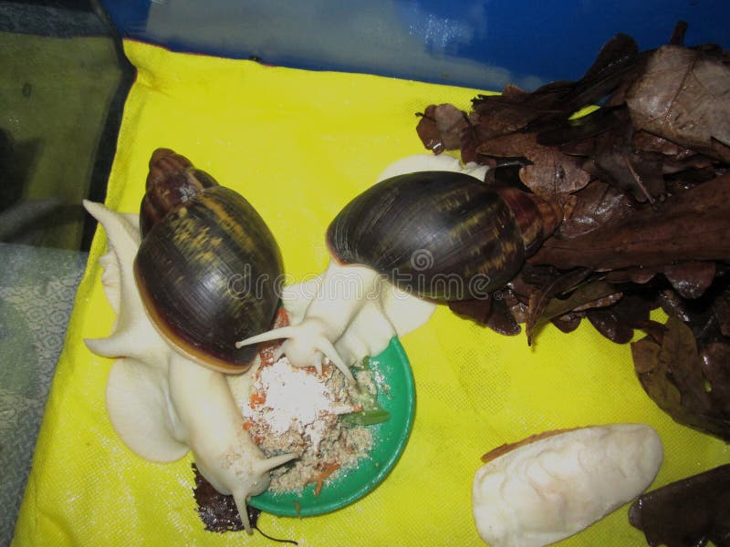 Big, Beautiful, Tropical Snails. with Large Shells Stock Image - Image ...