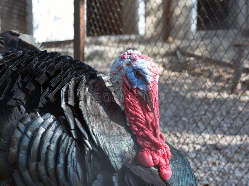 Big beautiful Turkey stock photo. Image of shoulders - 68852428