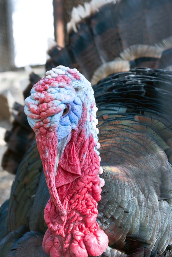 Big beautiful Turkey stock image. Image of ardenner, portrait - 70743049
