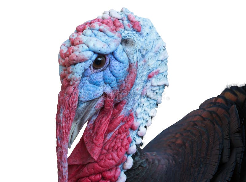 Big beautiful Turkey stock photo. Image of alone, camera - 64452552