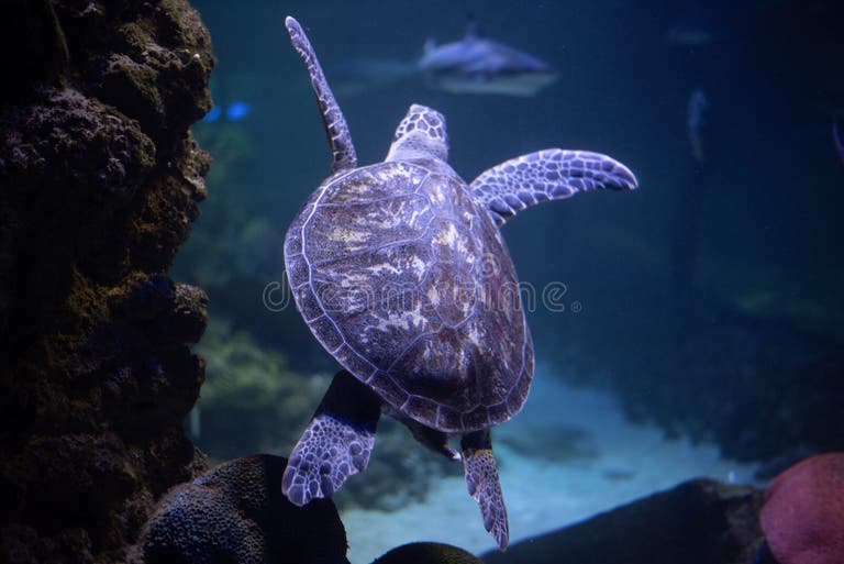 Big Beautiful Turtle in an Aquarium. Turtle in Captivity Stock Image ...