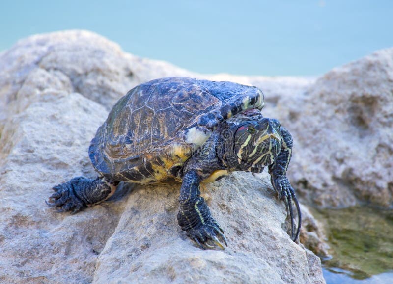 Big beautiful turtle stock image. Image of kiss, color - 102746697