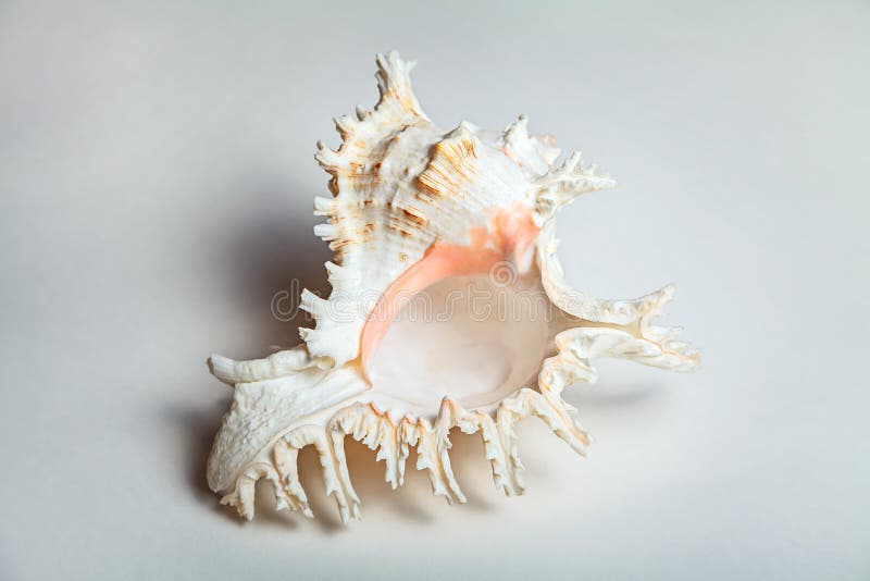 Big Beautiful White Shell with Sharp Edges on a Gray Background Stock ...
