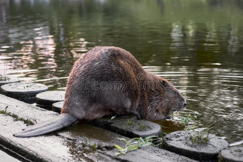 Beaver gnawing on wood stock image. Image of nature, canadian - 21545561