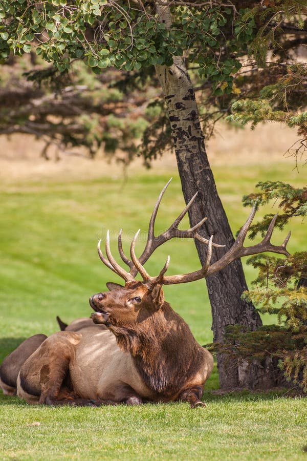 Big Bedded Bull Elk Bugling Stock Image - Image of colorado, hoofed ...