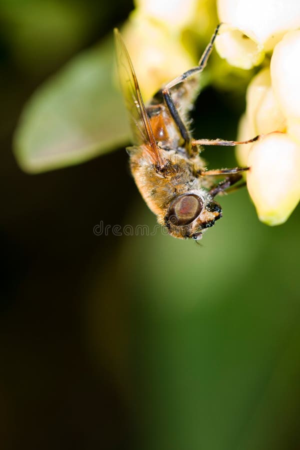 Big bee stock image. Image of pollen, feed, plant, flower - 23607993