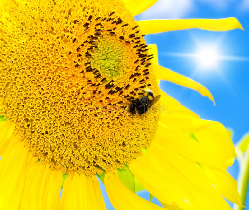 Big bee stock photo. Image of nature, stinger, fauna - 28208526