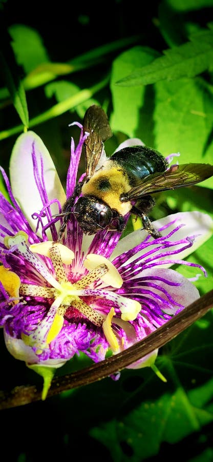 Big Bee on Beautiful Flower Stock Image - Image of pollinator, flower ...