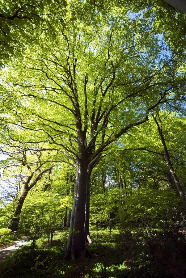 Big beech tree stock photo. Image of green, nature, treetop - 19547714