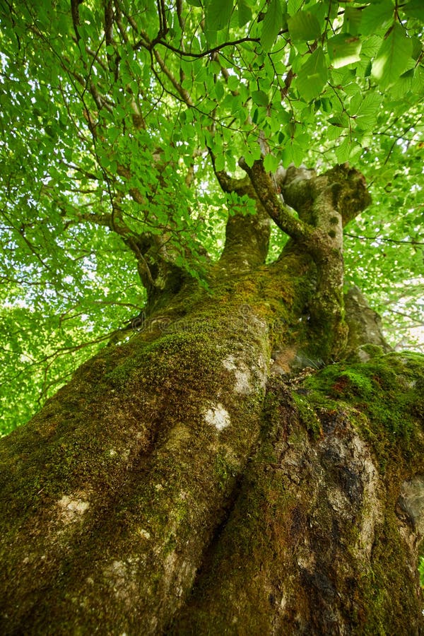 Big beech tree stock photo. Image of plant, huge, wood - 133156570