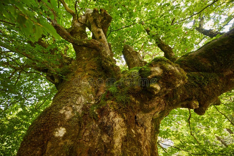 Big beech tree stock image. Image of twisted, tree, growth - 133156579