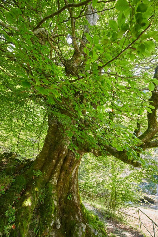 Big beech tree stock image. Image of foliage, nature - 133157609