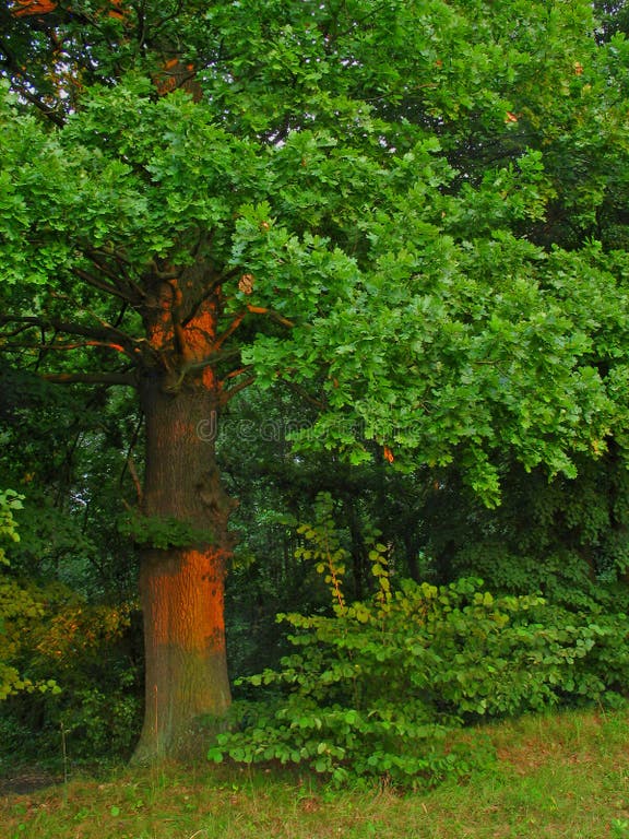 Big Beech Tree in the Meadow. Background. Fresh Beautiful Leafy Spring ...