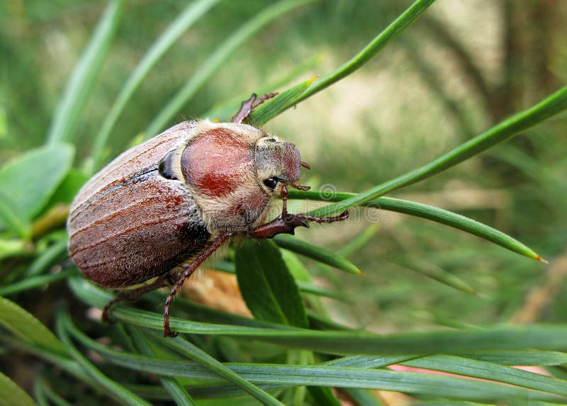 Big beetle stock photo. Image of macro, holding, wildlife - 10704922