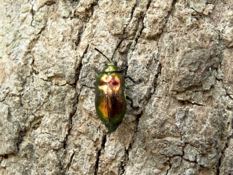Beetle bug on tree stock photo. Image of arthropod, animal - 128811228