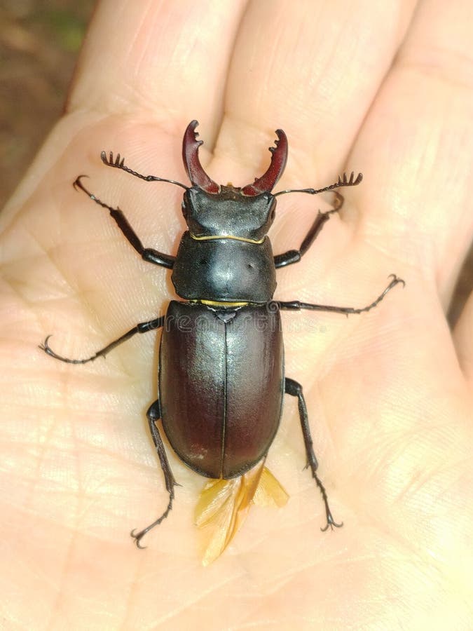 Lycanus Cervus Stock Photos - Free & Royalty-Free Stock Photos from ...