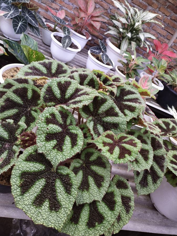 Big begonia carpet stock photo. Image of carper, herb - 208697598