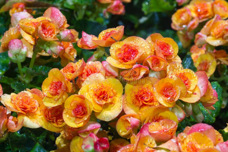 Big Begonia Flowers in the Garden Stock Photo - Image of botany ...