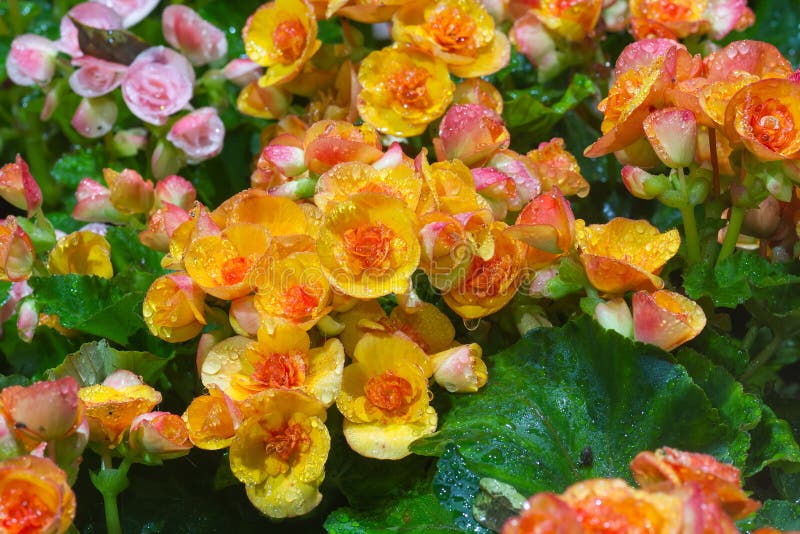 Big Begonia Flowers in the Garden Stock Photo - Image of bulbs, bedding ...