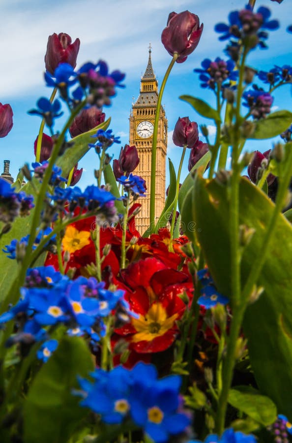 137 London Flower Big Ben Stock Photos - Free & Royalty-Free Stock ...