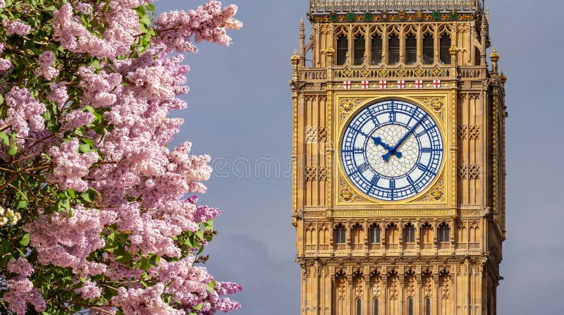 Big Ben Tower and Blooming Lilac Tree in Spring, London, UK Stock Image ...
