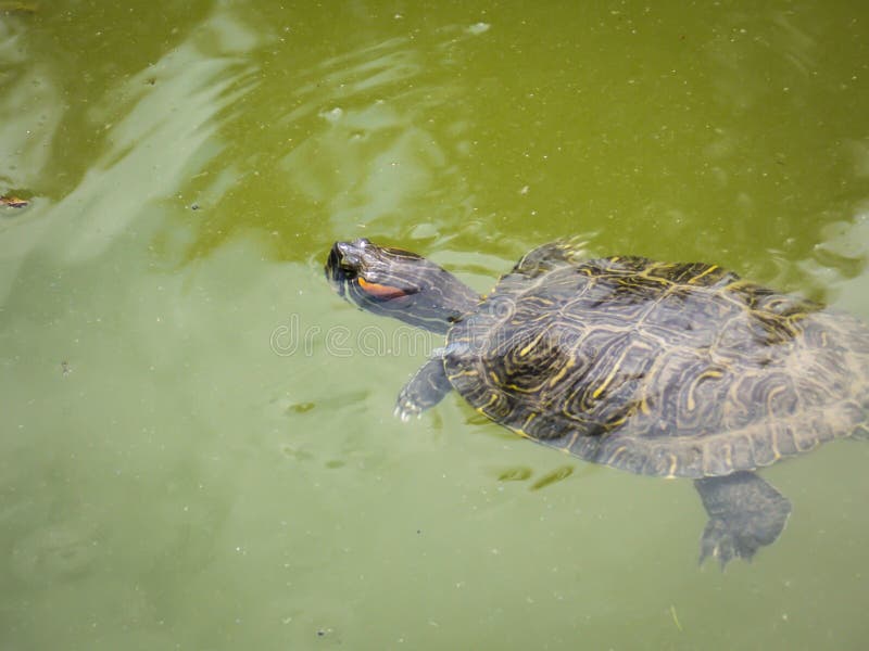 Big Bend Slider Turtle Close Up Stock Image - Image of shell ...