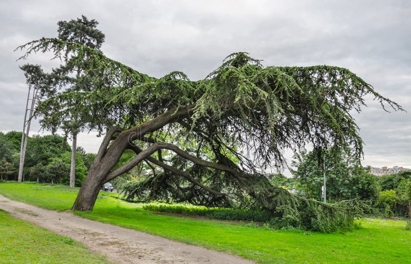 Big Bended Tree in the Park Stock Photo - Image of lawn, green: 41625776