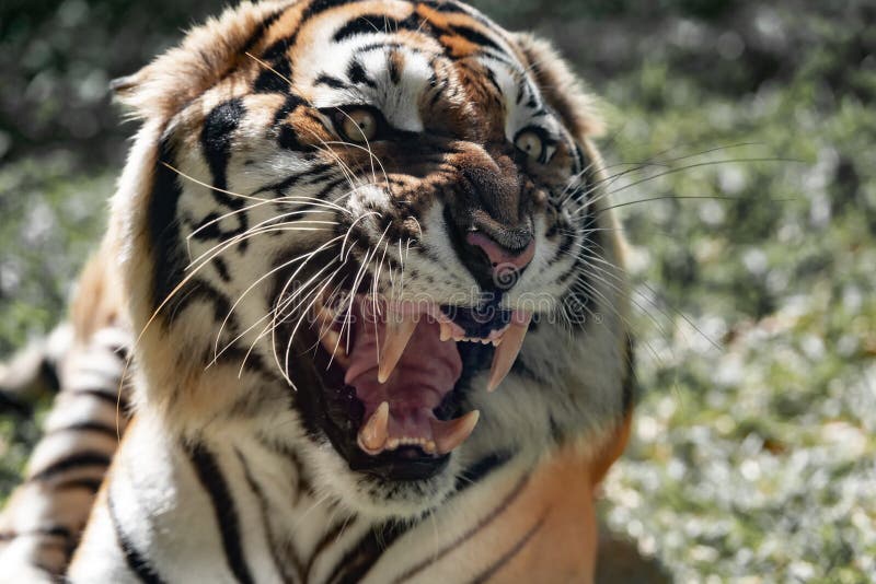 Big Bengal Tiger Growls Angry Stock Image - Image of asia, growl: 273542393