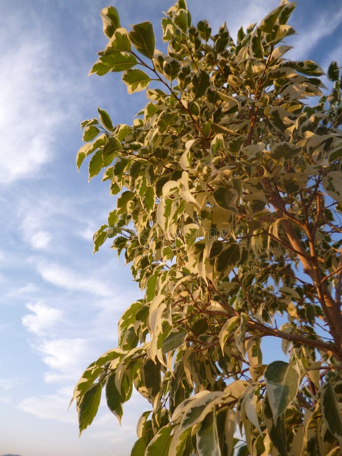 Benjamin Ficus Tree on Blue Sky Background Stock Photo - Image of ...