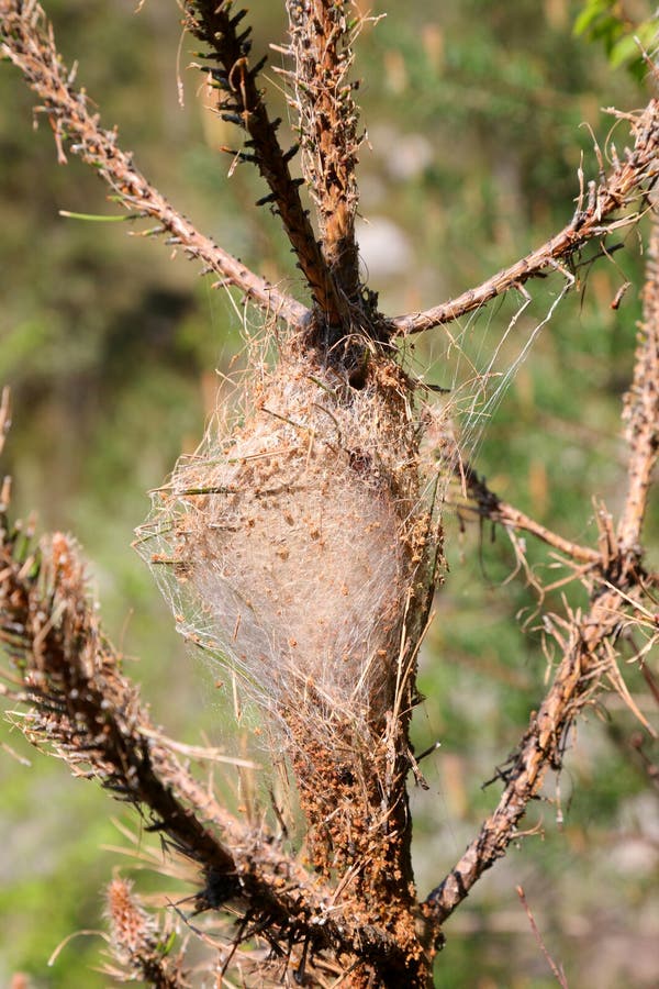 Big Best of Larvaes of Processionary in the Pine Stock Image - Image of ...