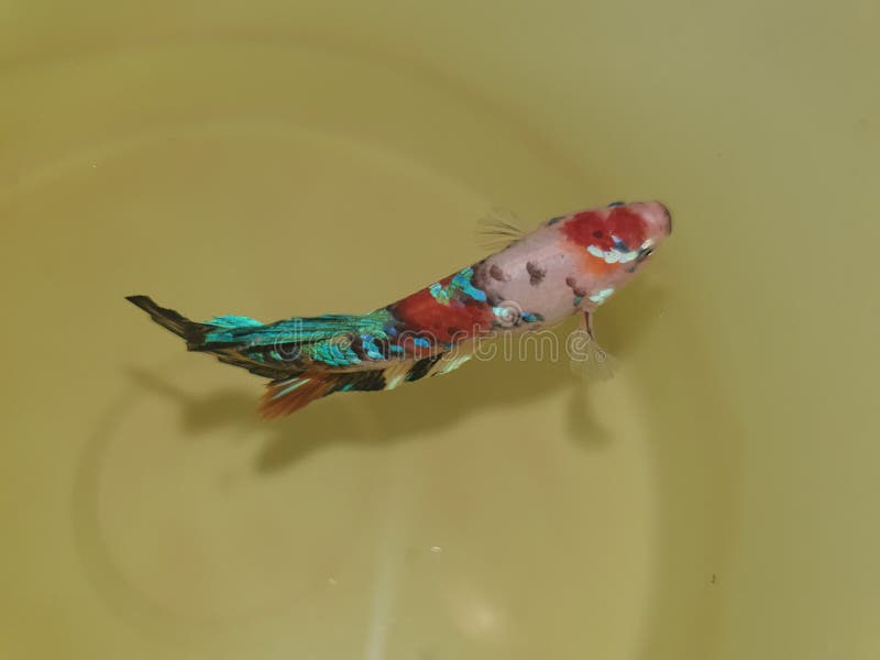 Big betta koi fish stock photo. Image of hand, insect - 202051138