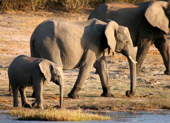 Big, Bigger, Biggest (Elephants) Stock Image - Image of summer, arid ...