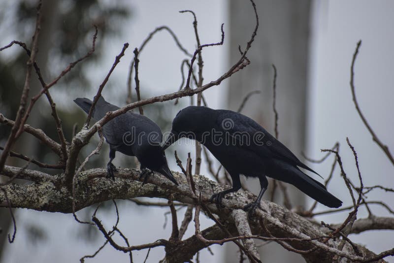 Big-billed Crows (Corvus Macrorhynchos) Perched on a Tree Stock Image ...