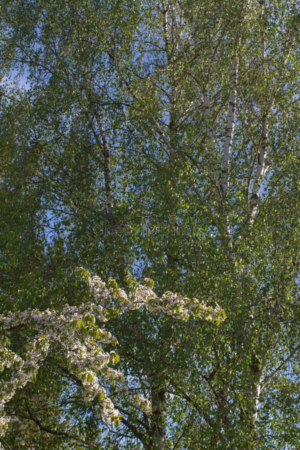 Big Birch Trees Over Blue Sky with Cherry Blossom Branches Stock Photo ...
