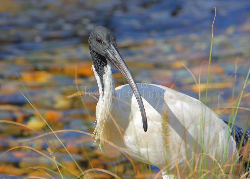 Big bird stock photo. Image of long, black, lonely, curved - 17190444