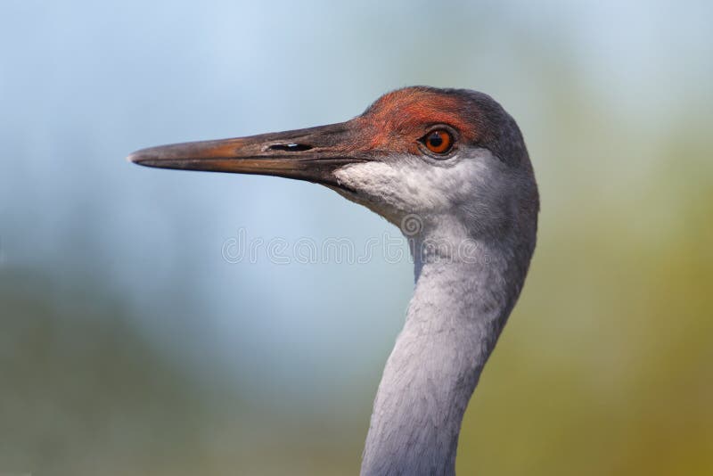 Big bird stock image. Image of close, grey, search, bird - 25880857