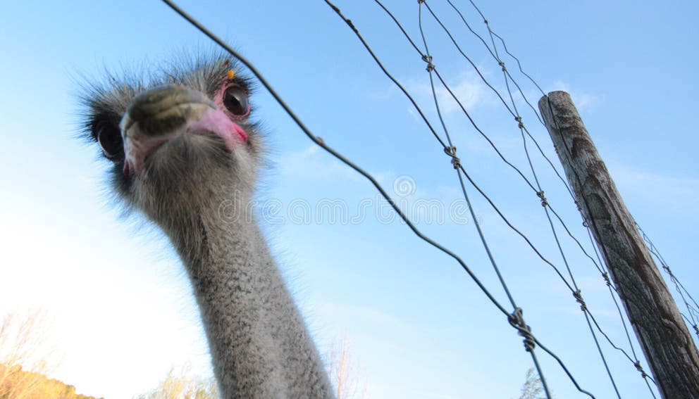 Big Bird stock image. Image of staring, lashes, curious - 5448291