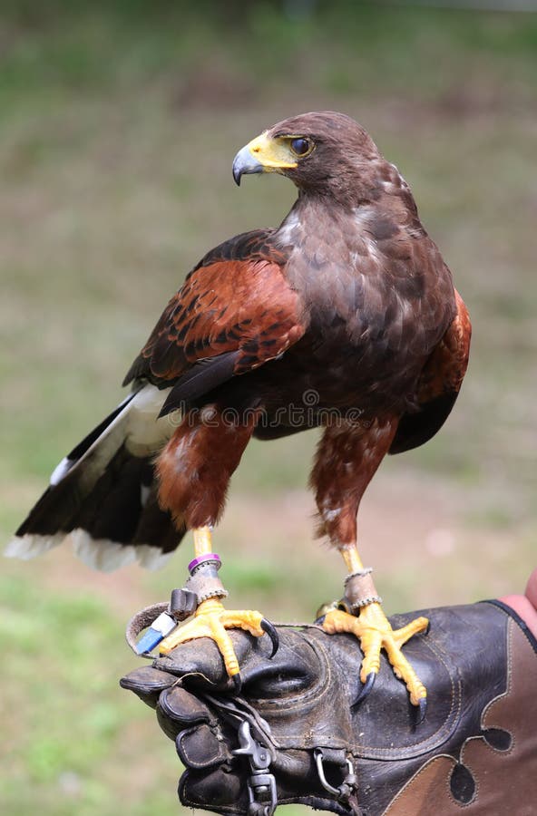 Juvenile Harris Hawk stock photo. Image of hawk, juvenile - 34785862