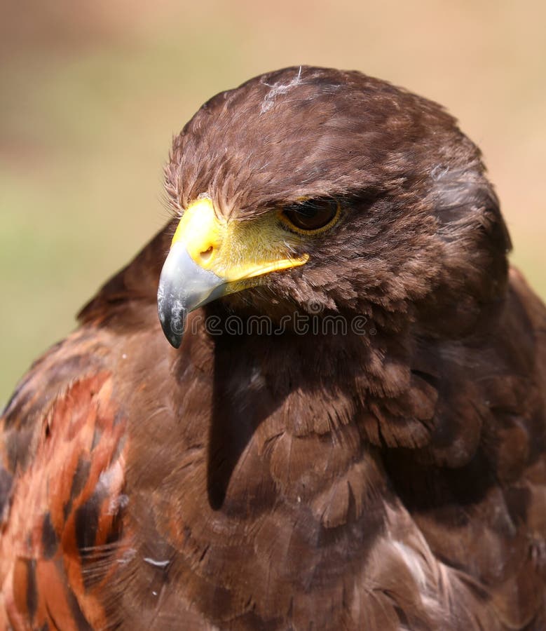 Bird of Prey Called Hawk of Harris Stock Photo - Image of hawkish ...